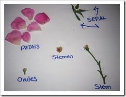 Learning Laughter Love: Flower Dissection